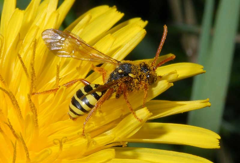 DaNES - Derbyshire & Nottinghamshire Entomological Society - index