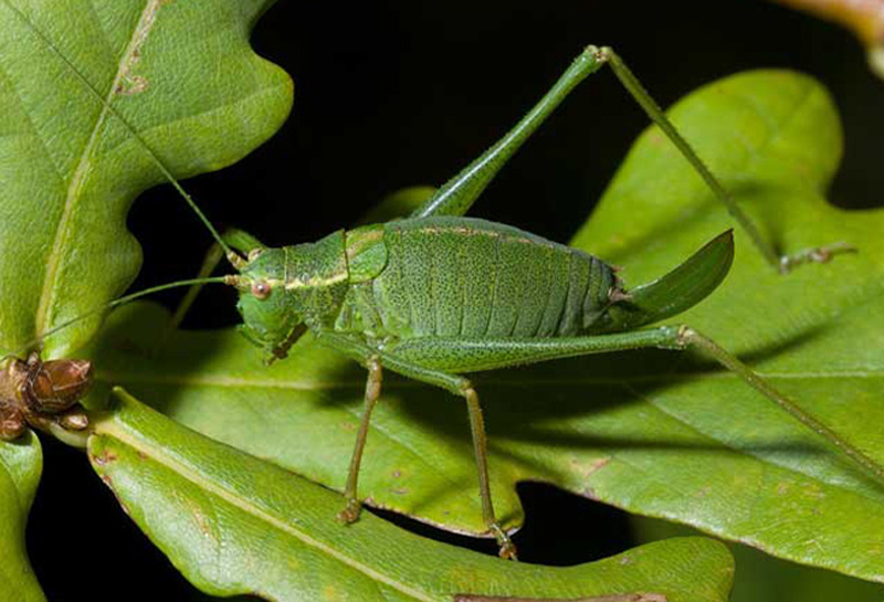 DaNES - Derbyshire & Nottinghamshire Entomological Society - index